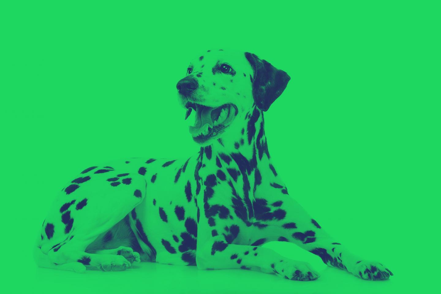 Acoustica | Australian-Made Innovative Noise Reduction Sound-Proofing ...